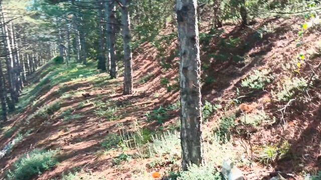 ШИКАРНЫЙ сосновый лес прямо в городе Феодосия! Гора ЛЫСАЯ, которая уже не лысая