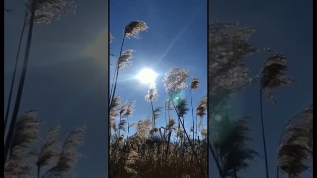 Весенняя птица поет