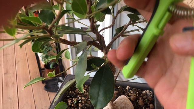 Бонсай из фикуса заплетенного косичкой на камне. Обрезка