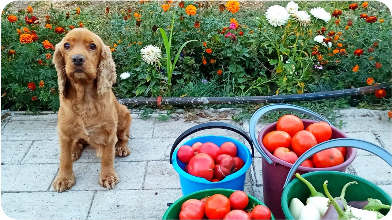 Последние теплые денёчки! Стараюсь всё успеть, не получается. Дома дела доделаю зимой.