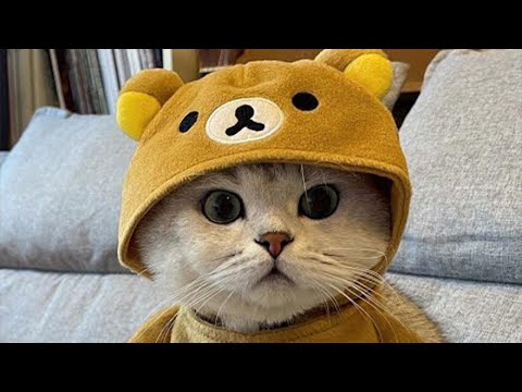 ПРИКОЛЫ С КОШКАМИ И СОБАКАМИ - Я РЖАЛ ЦЕЛЫЙ ЧАС? ПОПРОБУЙ НЕ ЗАСМЕЯТЬСЯ