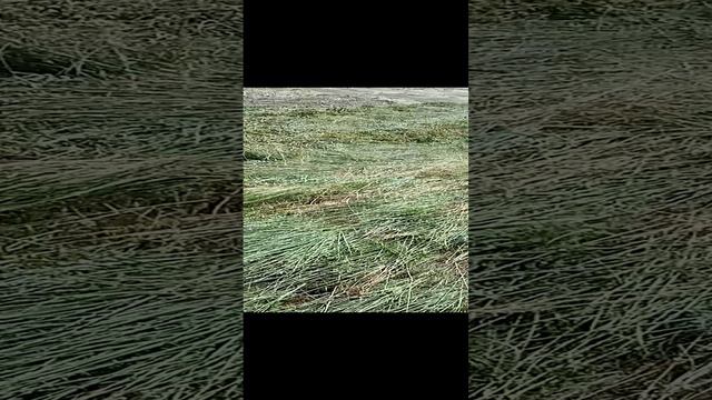 Трава кровохлебка. помогает от поноса у телят и не только