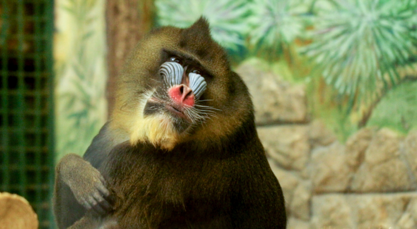 В гостях у зверей. Калининградский зоопарк. Слон, жираф, обезьянки и другие животные.