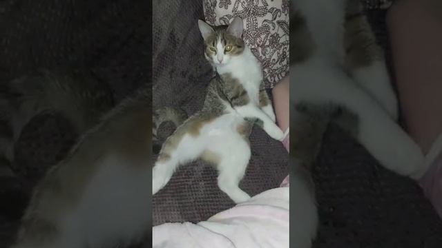 НАКА?ЕË ГЛАЗА#кот#Животное