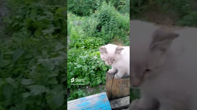 котенок пытаеца слезть