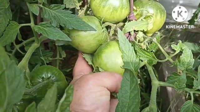 Сибирь. Обзор и дегустация Томатного гнома Лимонное мороженое.