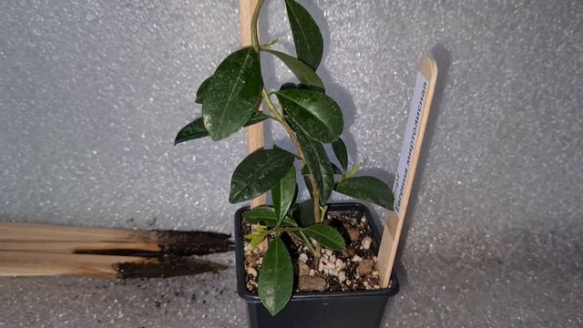 Мирт Евгения миртолисная