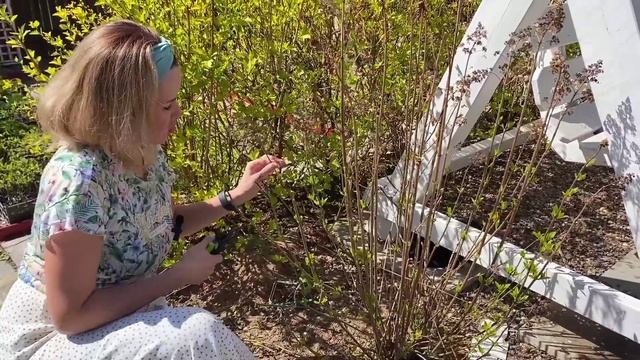 Поздняя весенняя обрезка гортензии