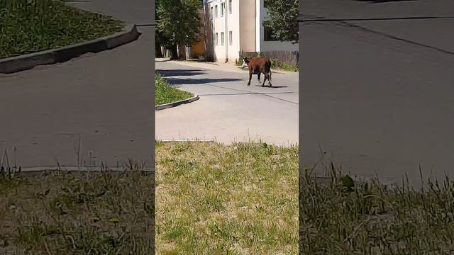 Сбежавшая корова