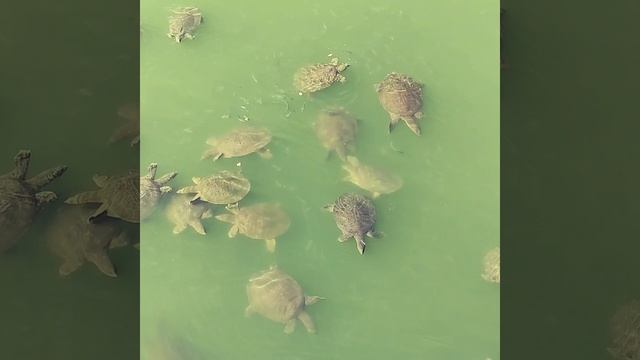 Кормление черепах Турция Сиде 2021. Турция 2021.