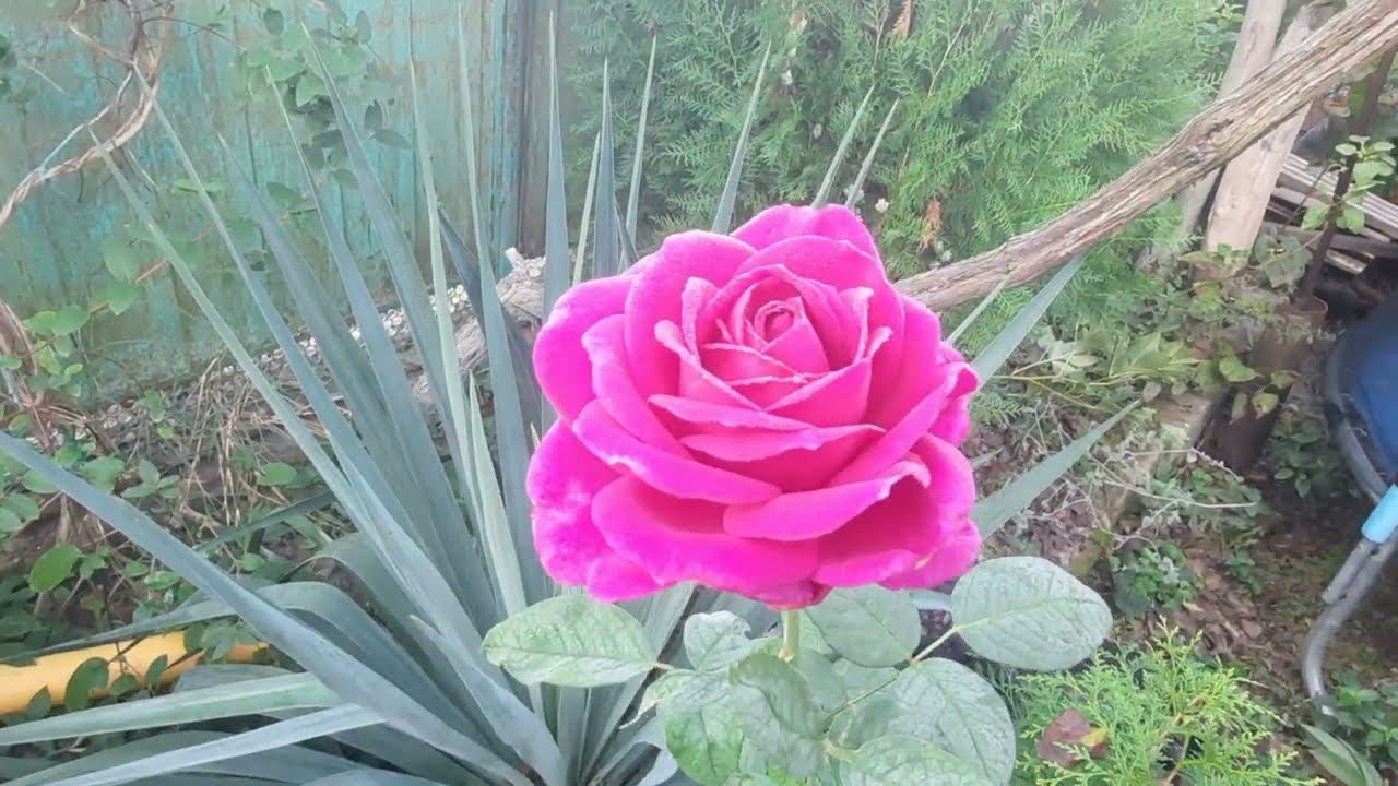 Тихая, деревенская жизнь в Октябре у моря