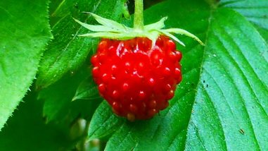 Красноярские Столбы. Лето.