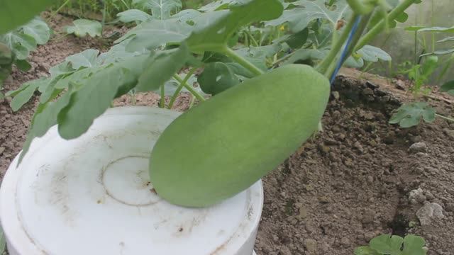 Арбузы и дыни в теплице. Часть 6. (26.06.21)