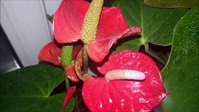 Продолжение показа антуриумов в коллекции у нашего администратора. Часть 2