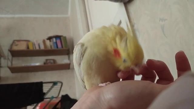Карелла играет с рукой 10.04.21