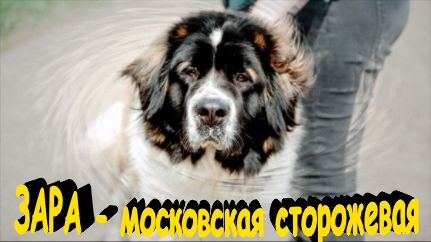 Московская сторожевая на передержке