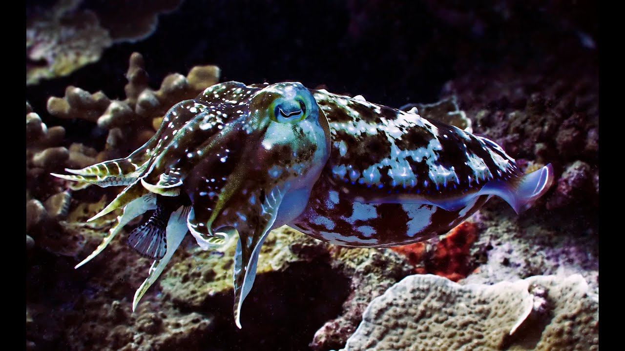 Dauin - Pyramids & Dacomi Pier