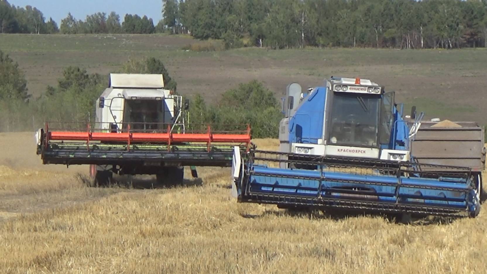 Уборочная 2021. Енисей 950 и Клаас Мега-360. Отвожу зерно от комбайнов  на Урале.