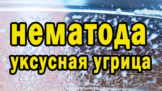 Нематода- уксусная угрица, микро червь