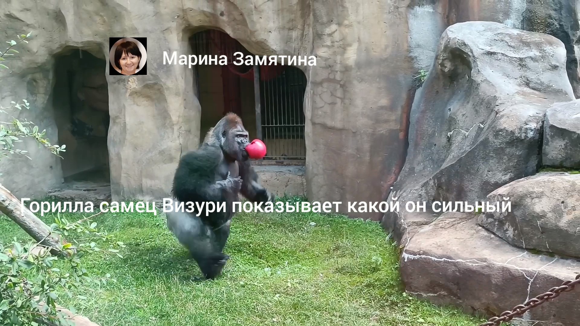 Горилла самец Визури бьет себя в грудь.