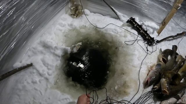 Проверка перемена. Есть налим, но нет наживки! Ищем выход🙄