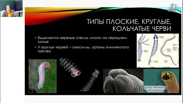 Как воспринимают мир животные 20 апреля 2022