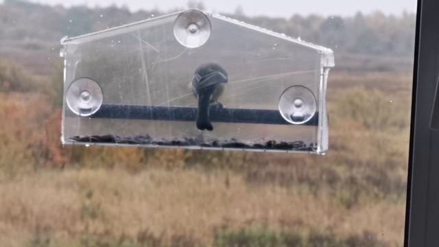 Прозрачная кормушка на окно