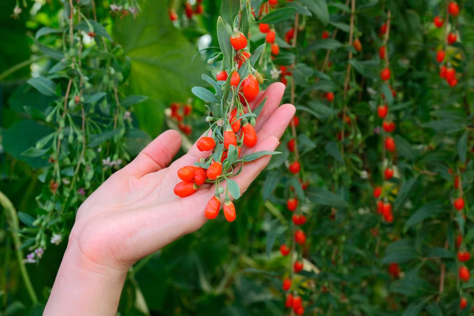 Полезная ягода ГОДЖИ - от семени до плода