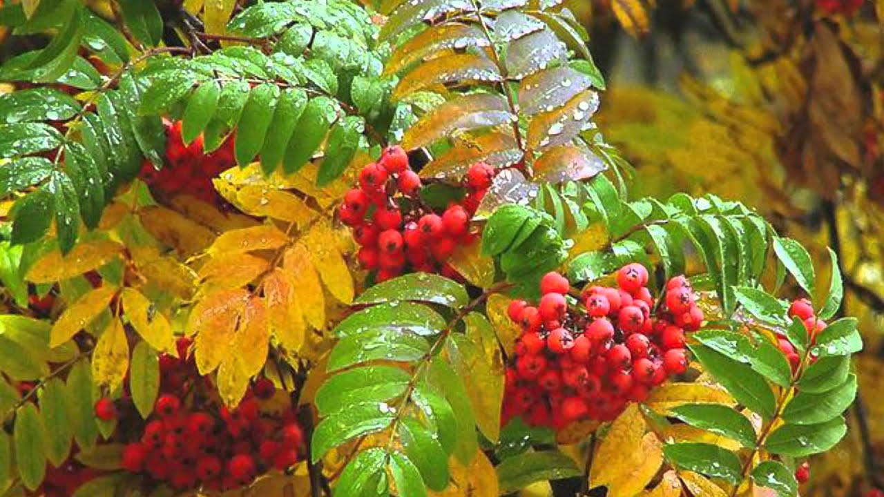 Август ..астры ..- исп.Елена Фролова