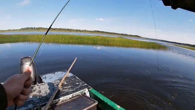на какие блесна, я поймал щуку.