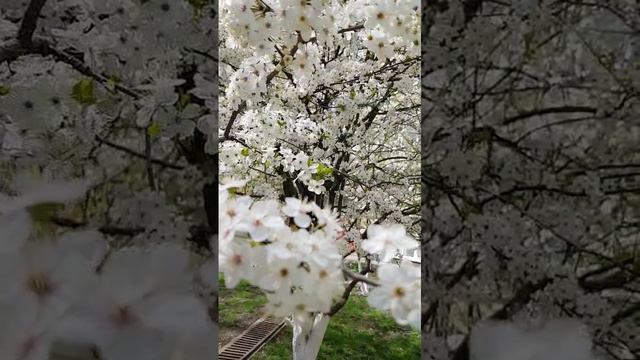 Вишня цветёт