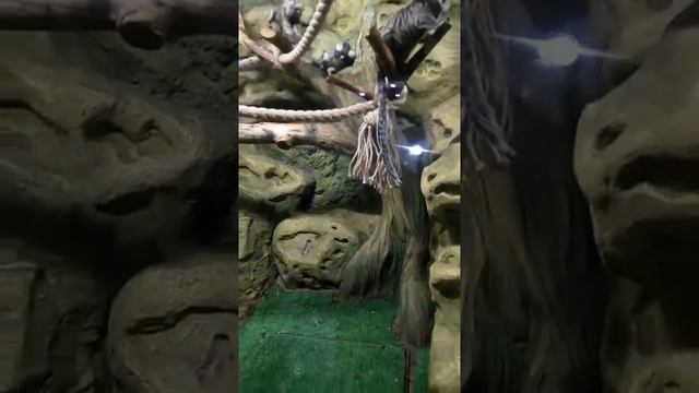 Еще игрунки