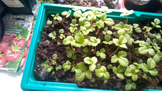 Рассада томатов, перца, земляники,тыквы.