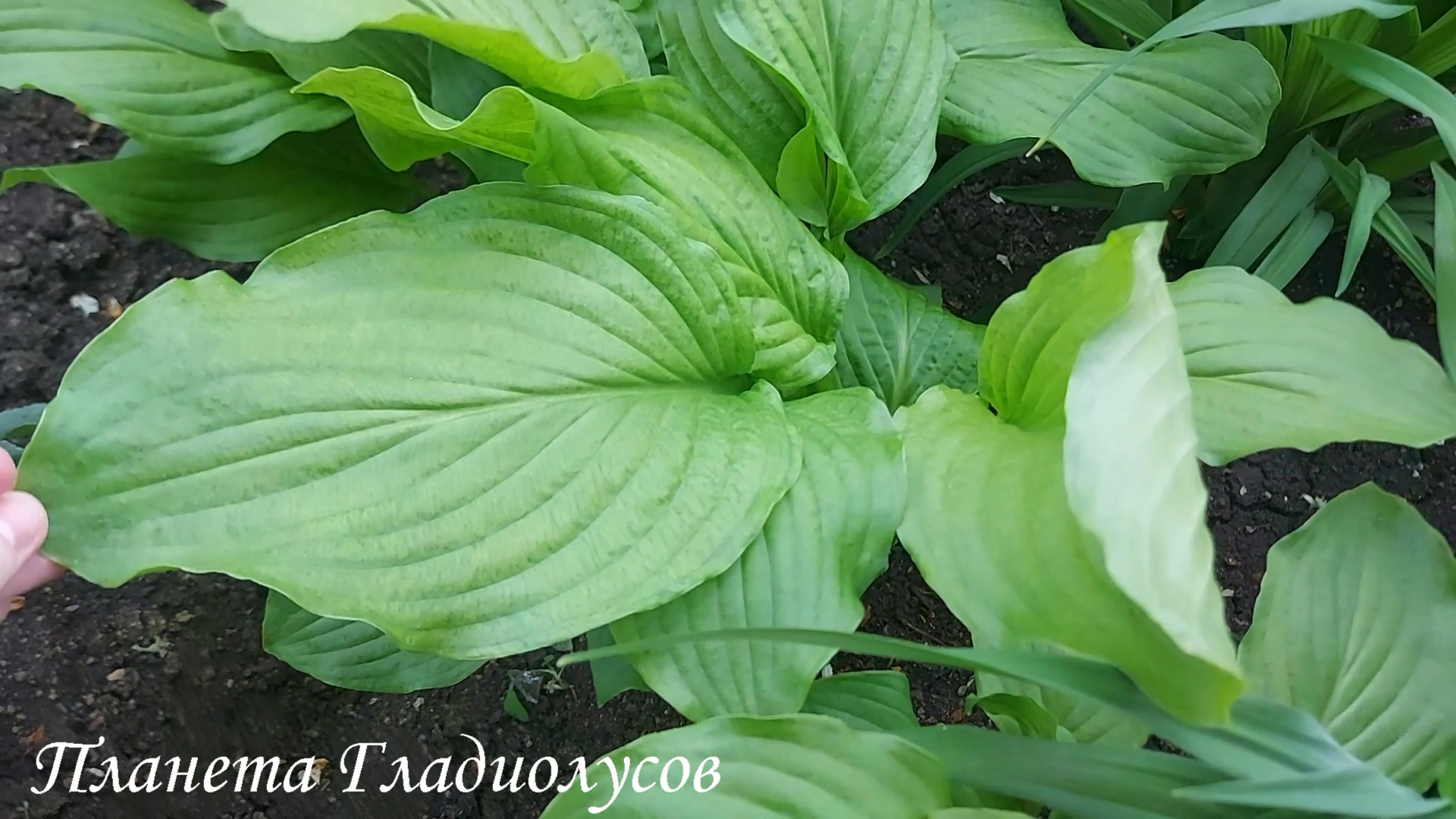 Хоста Honey Bells (Медовые Колокольчики)