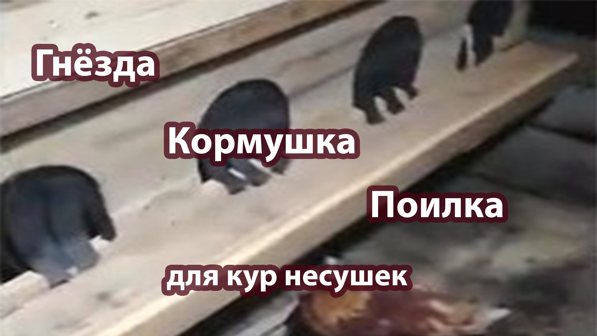 Гнезда кормушка и поилка для кур несушек своими руками.