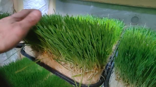 Сделал стеллаж для зелени! Зелень  для нутрий и кормлю нутрий проросшей травой ячменя.