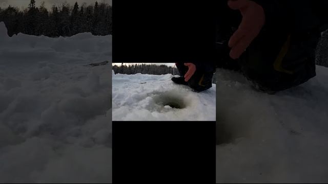 Ловля окуня и плотвы на блёсны от Mr. Musurok