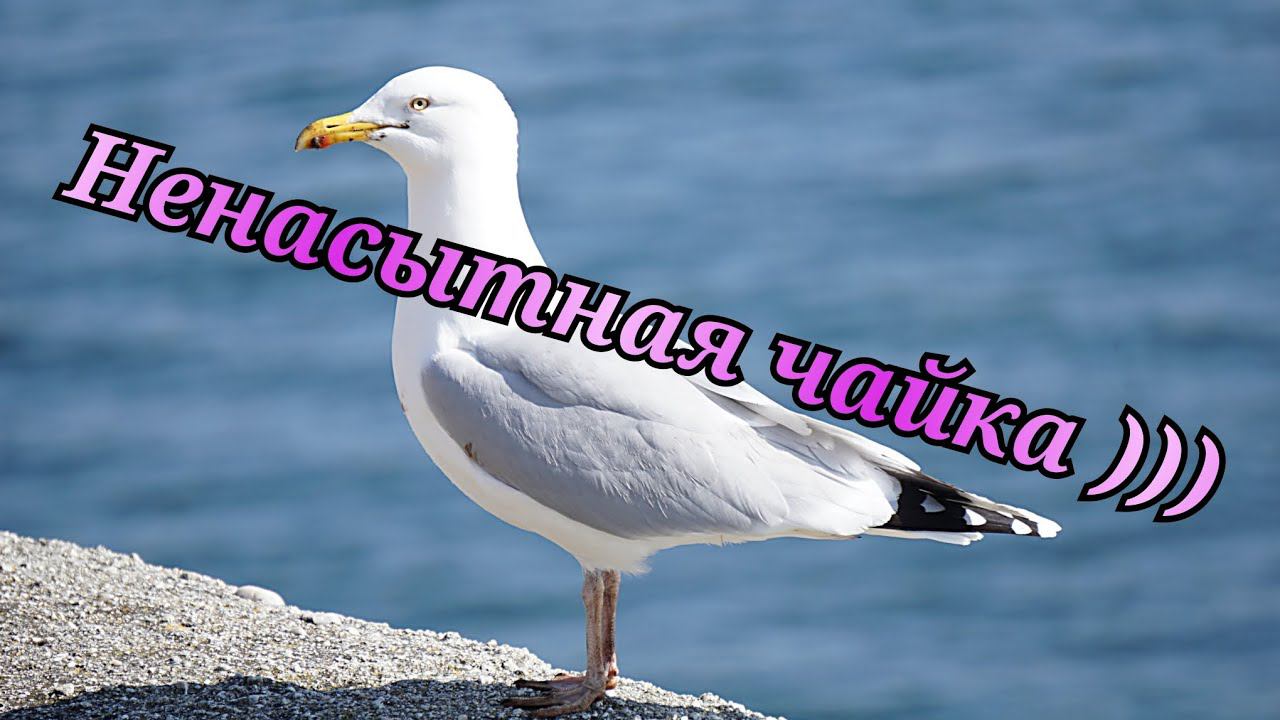 Чайка кушает и просит ещё )