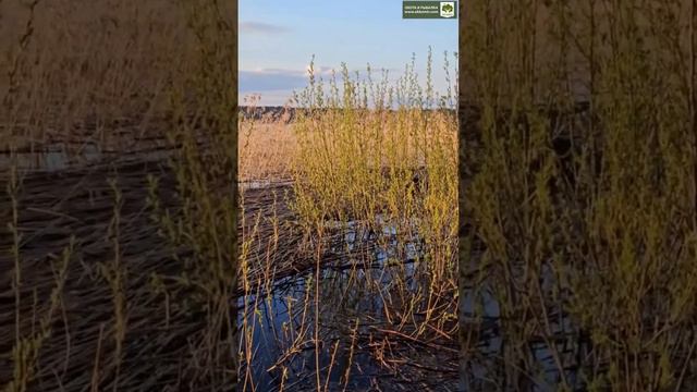 Работа дратхаара Ники по утке