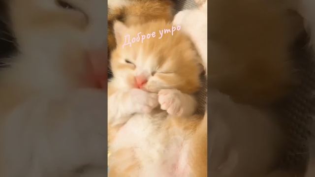 Доброе утро 
Рыжий котик