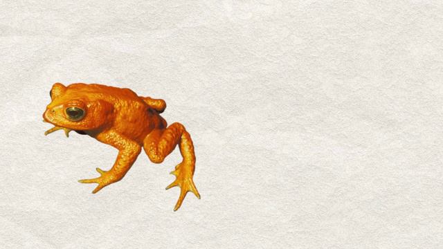 Оранжевая жаба