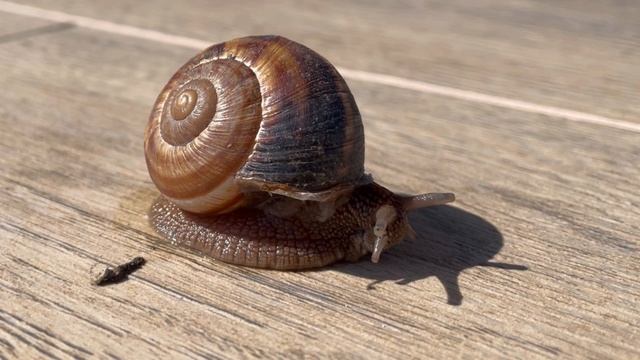 Никогда не знала как бабочка живет, чем добывает пищу?