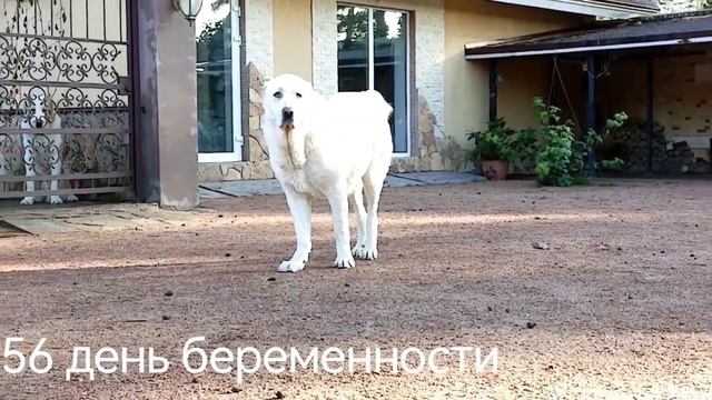 Беременность у САО и алабаев