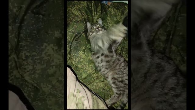 Мой котик не спит.