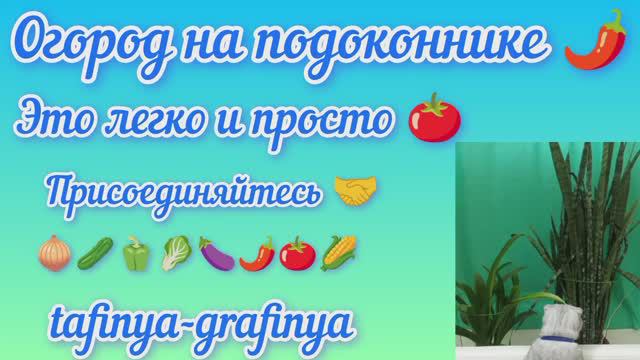 🍅 Огород на подоконнике 🌶️ 
🫑Обзор подоконника 🧅