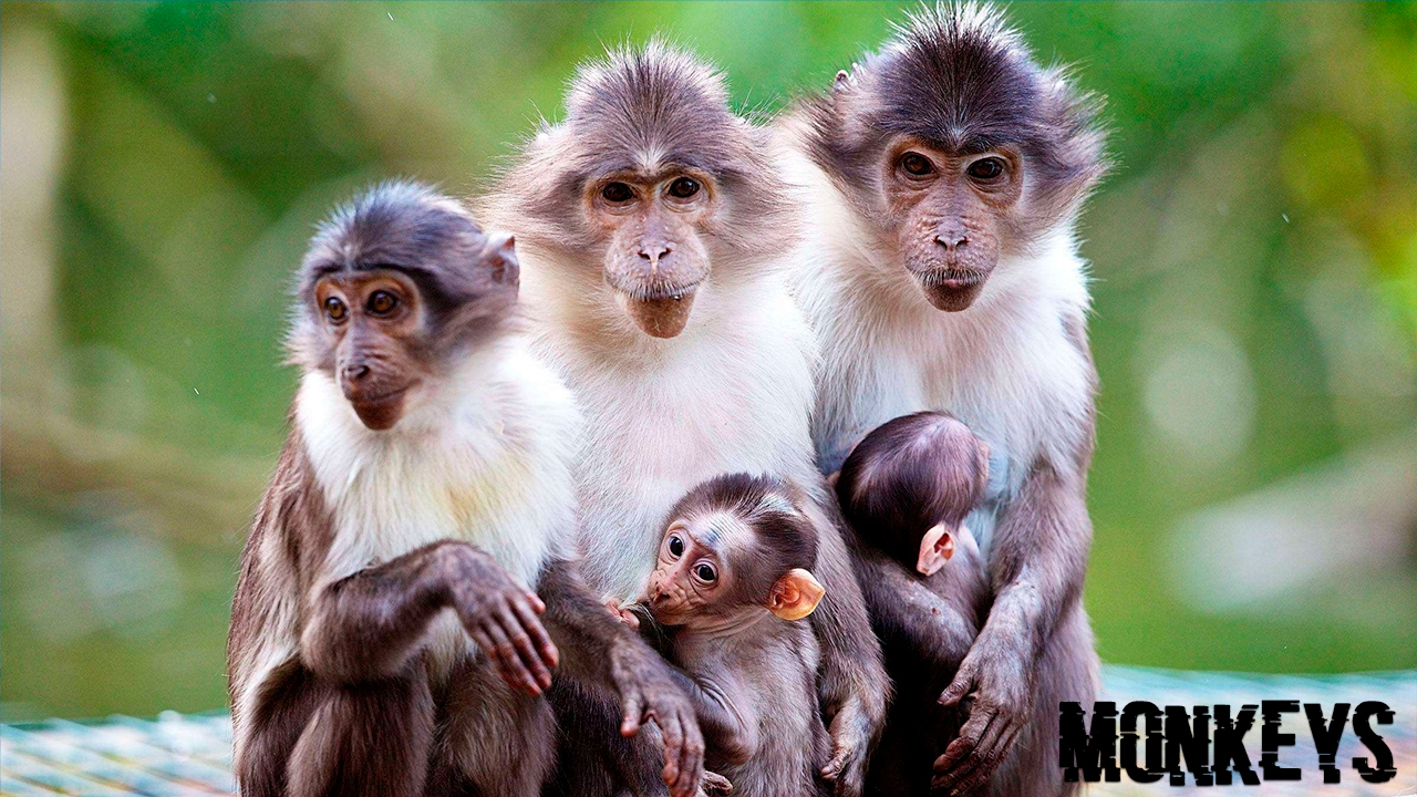 Обезьяны.mp4
