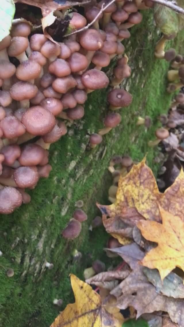 Опята. Тот самый момент, когда находишь настоящий клад