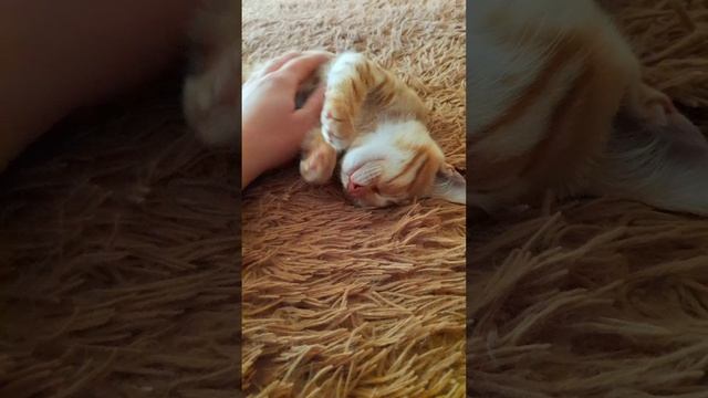 богатырский сон котика рыжика.mp4