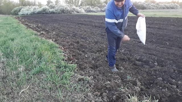 Сажаю Фацелию для подавления роста сорняков, для улучшения почвы, для севооборота и как медонос