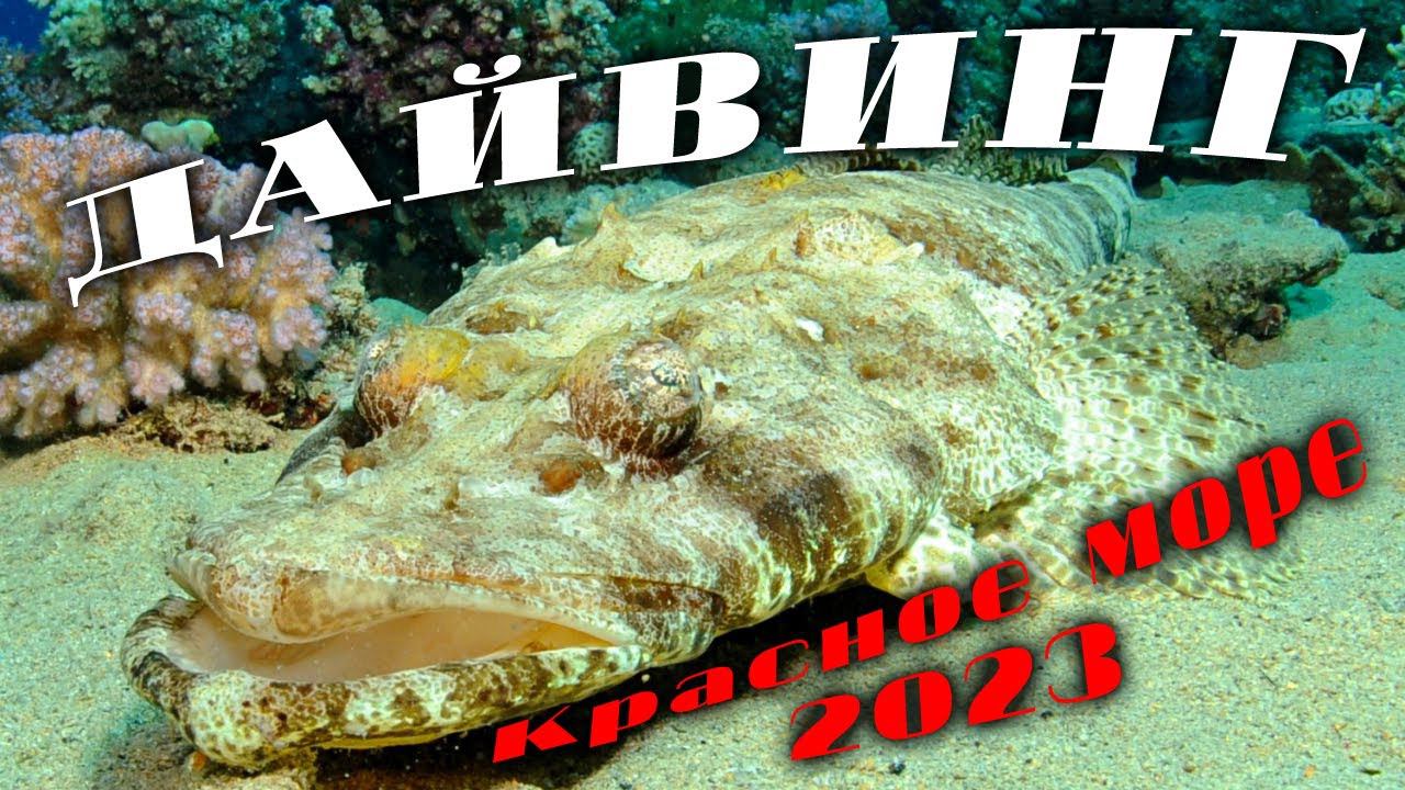 Дайвинг. Красное море  2023.